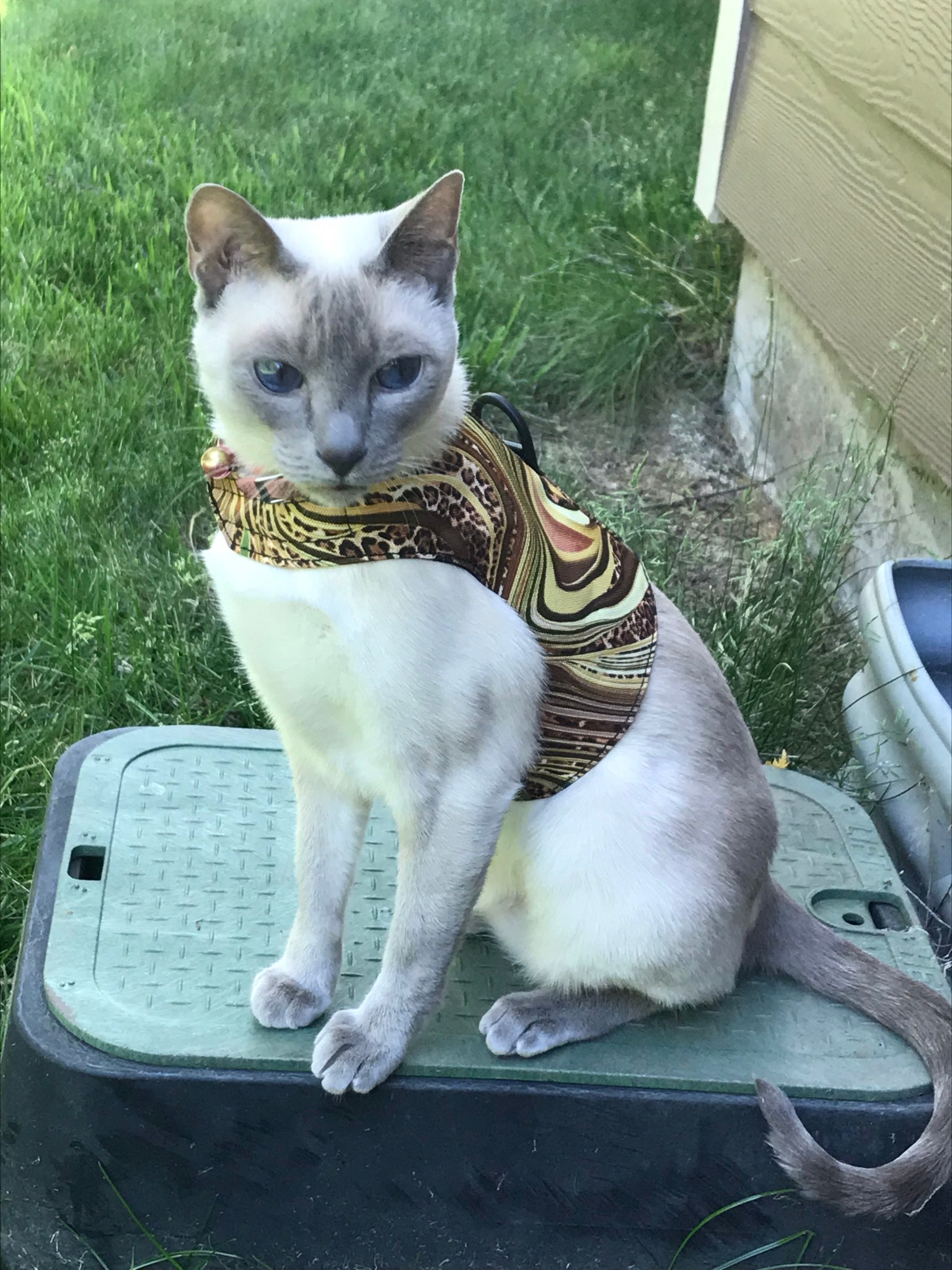 Our Cats – Stonearch Cattery