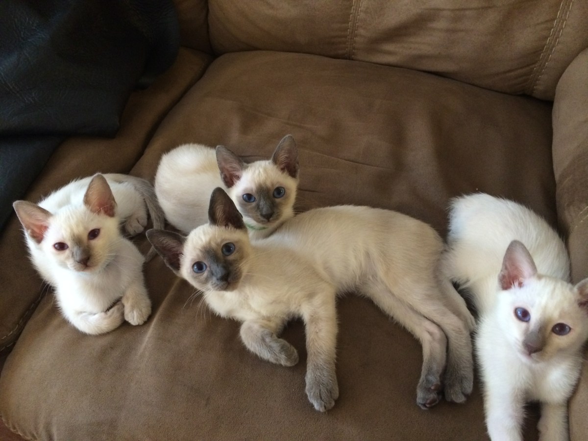 Kittens – Stonearch Cattery
