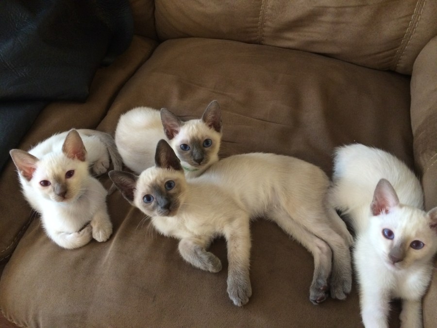 Kittens – Stonearch Cattery