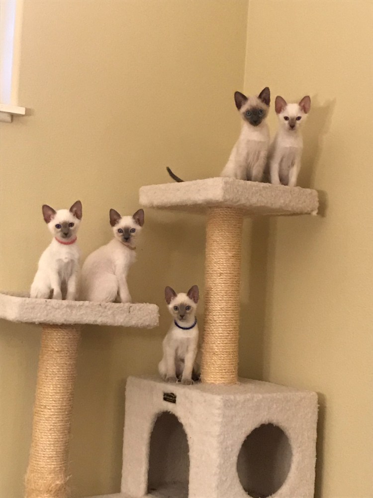 Kittens – Stonearch Cattery