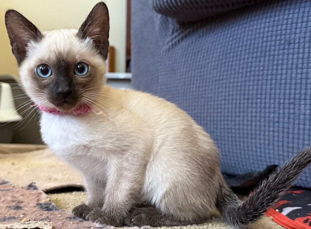 Kittens – Stonearch Cattery
