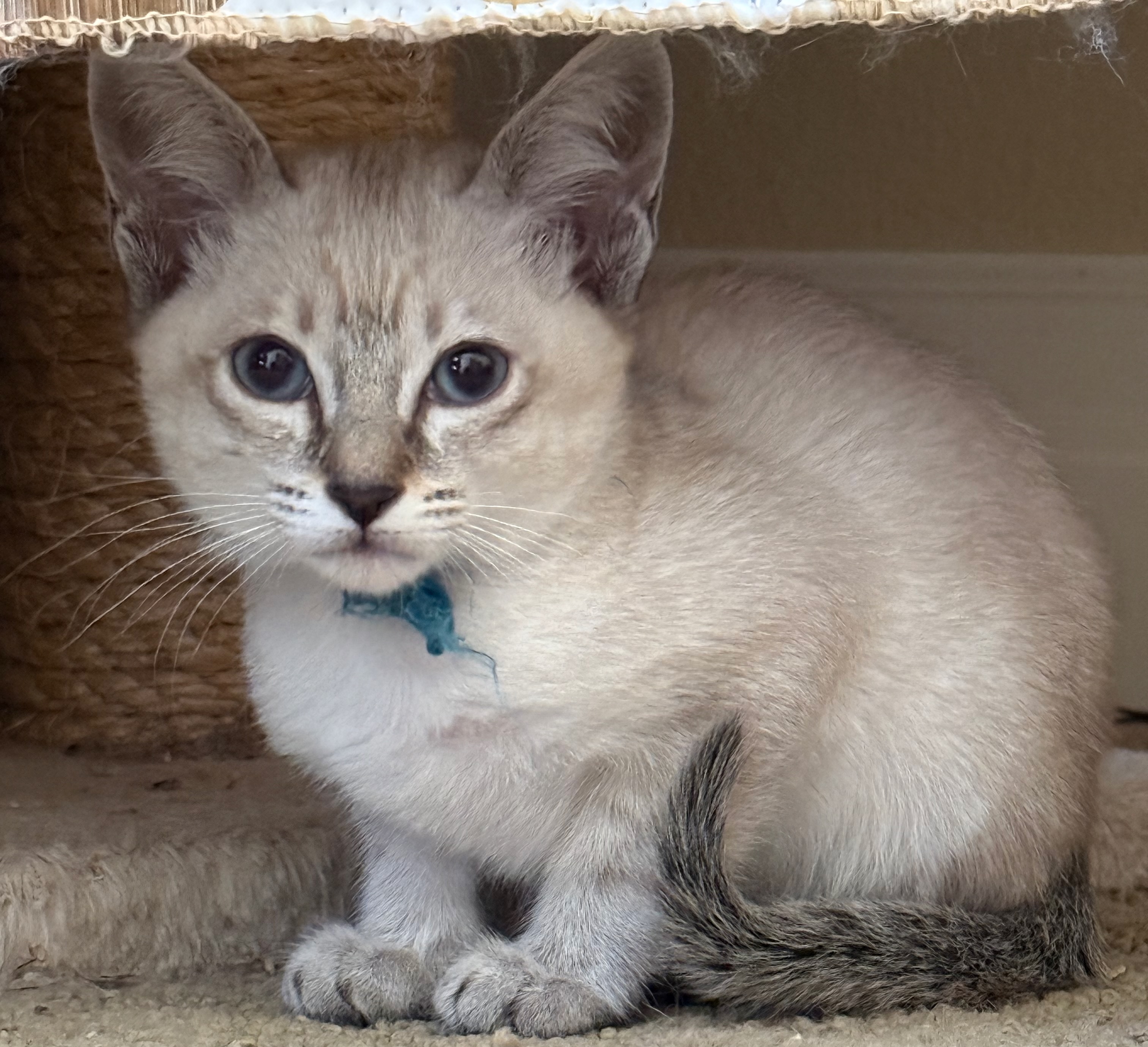 Kittens – Stonearch Cattery